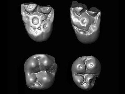 Ancient Teeth from Peru Reveal Now-extinct Monkeys Crossed Atlantic ...