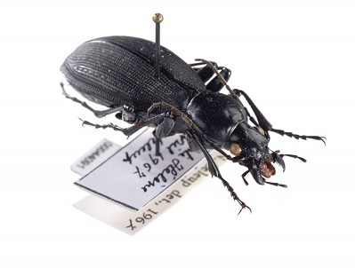 DNA Reveals Evolutionary History of Museum Specimens