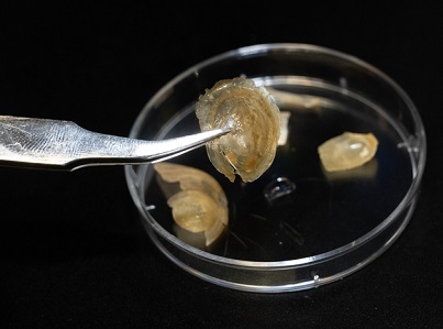 Researchers Solve the Mystery of the Flexible Shell