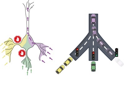 Century-old Assumption on Neurons, Brain Activity Disproved