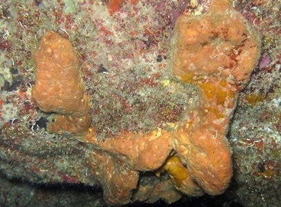 Novel Compounds Discovered in Marine Sponge can Kill Drug-resistant ...