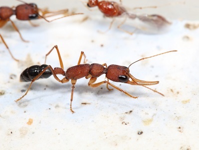 Researchers Find Ants’ ‘Fountain of Youth’