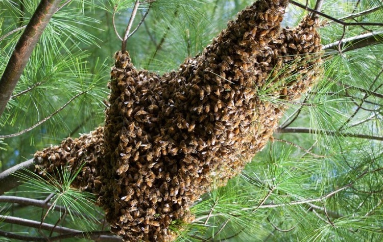 CT Scans of Bee Swarms Reveal Use of Complex Physics