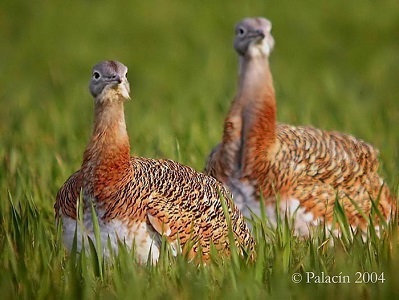 World's Heaviest Bird Self-medicates With Plants