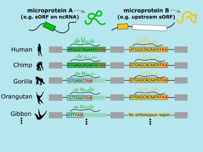 Discovery of New Genes Shows Humans Continue to Evolve