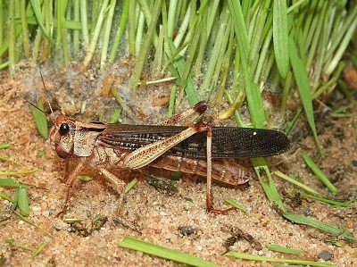 Insects Inspire Traffic Collision Research, Innovation