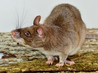 Bomb-sniffing Rodents Undergo 'Weird' Organ Transformations