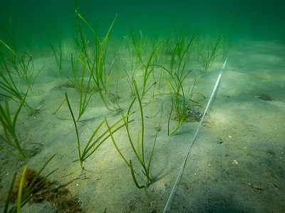 Planted Eelgrass Meadows are Fostering Rapid Fauna Regrowth