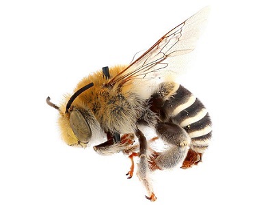 Study: Bees Evolved from Ancient Supercontinent, Diversified Quickly