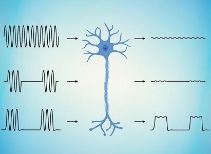 Material can Reconnect Severed Nerves