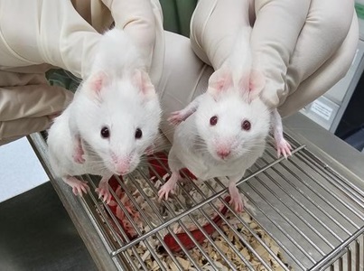 Scientists Recreate Mouse from Gene Older than Animal Life