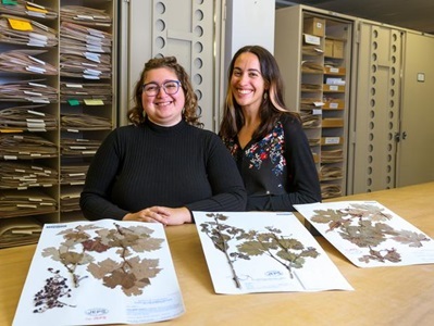 DNA from 120-Year-Old Grapevine Gives Clues into Deadly Plant Pathogen