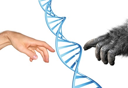 How Evolution Explains Autism Rates in Humans